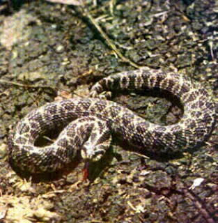 El León de la Selva Misionera: Las falsas yararaes